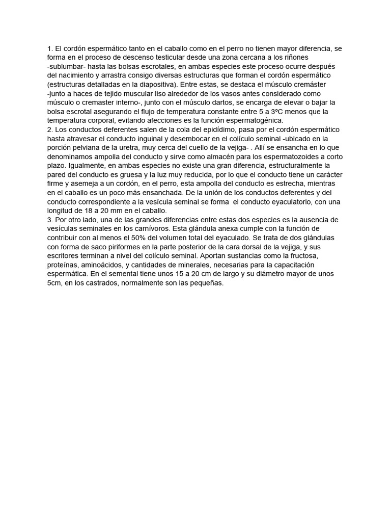 Cordon Espermático, Conductos Deferentes y Vesículas Seminales | PDF