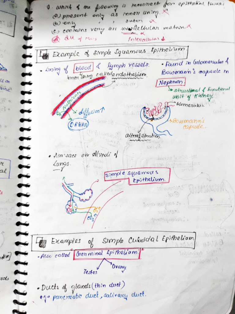 Structural Organisation in Animals Best Handwritten Notes | PDF
