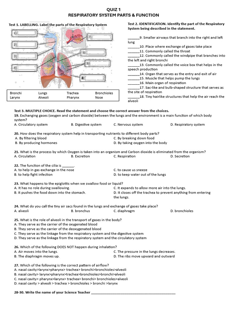 Respiratory System Parts and Functions Quiz | PDF | Respiratory Tract ...