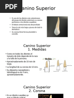 Canino Inferior Descripción | PDF | Odontología | Ramas de Odontología