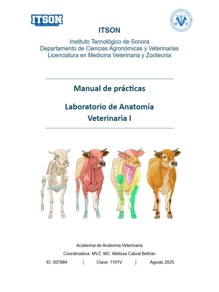 Anatomía del Peritoneo en Perros | PDF | Vértebra | Términos anatómicos ...