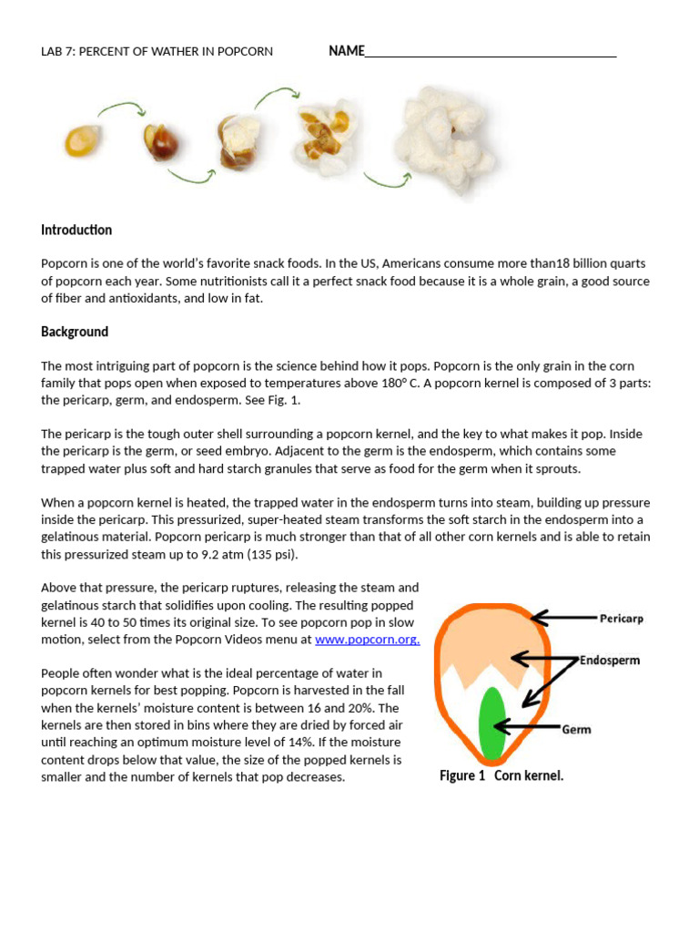 Lab 7 Percent Compostion of Water in Popcorn - 2016 | PDF | Popcorn | Seed