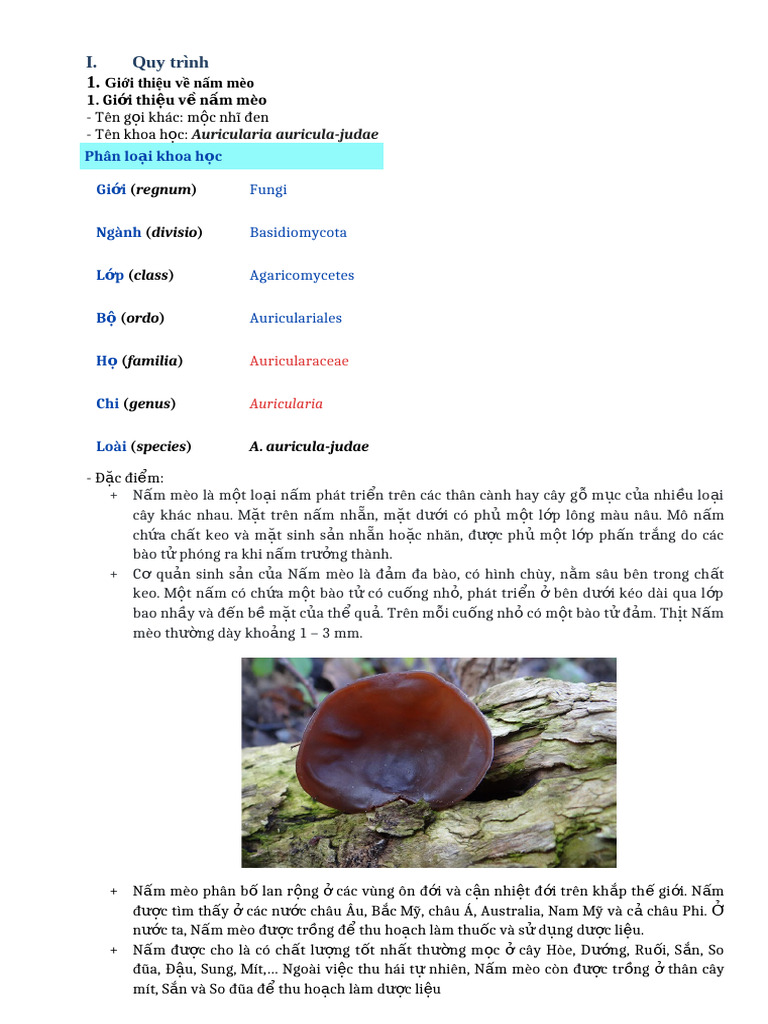 SX Nam Meo | PDF