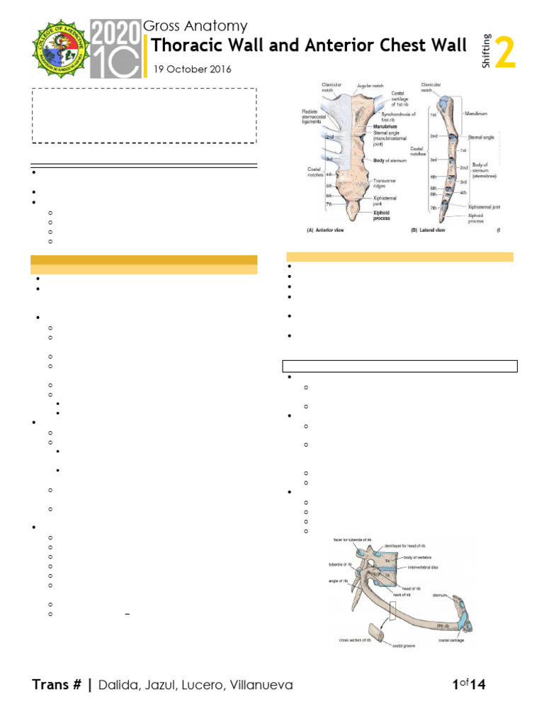 Anatomy of the Anterior Chest Wall | PDF | Thorax | Vertebra