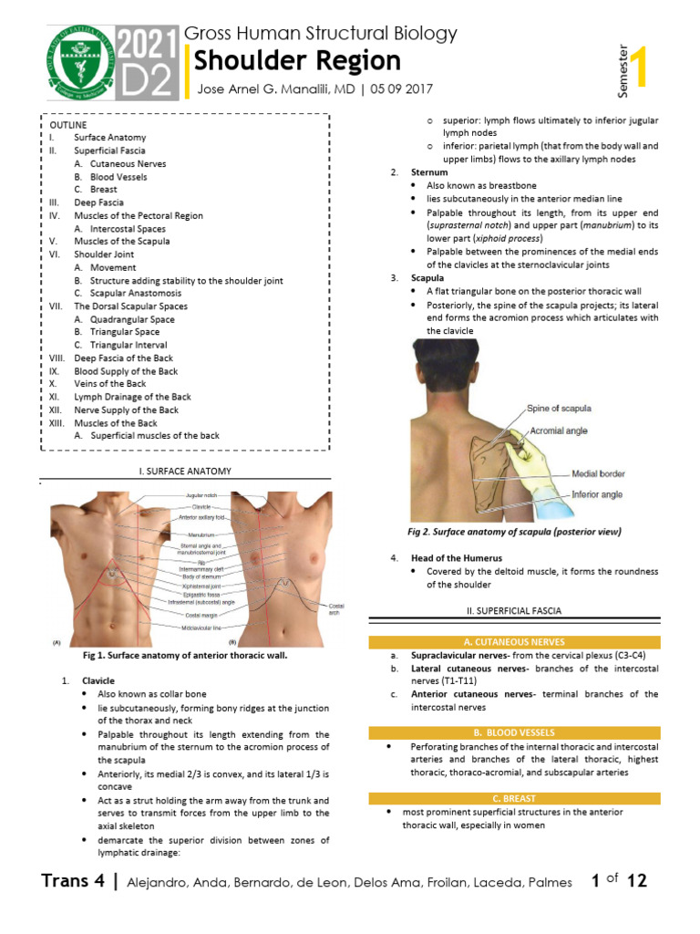GROSS - 1S04 - Shoulder Region | PDF | Shoulder | Vertebra