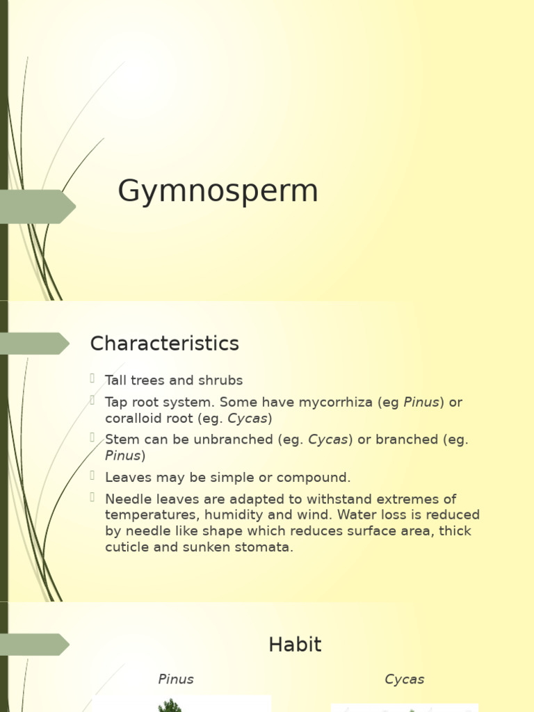 Gymnosperm Characteristics and Reproduction | PDF