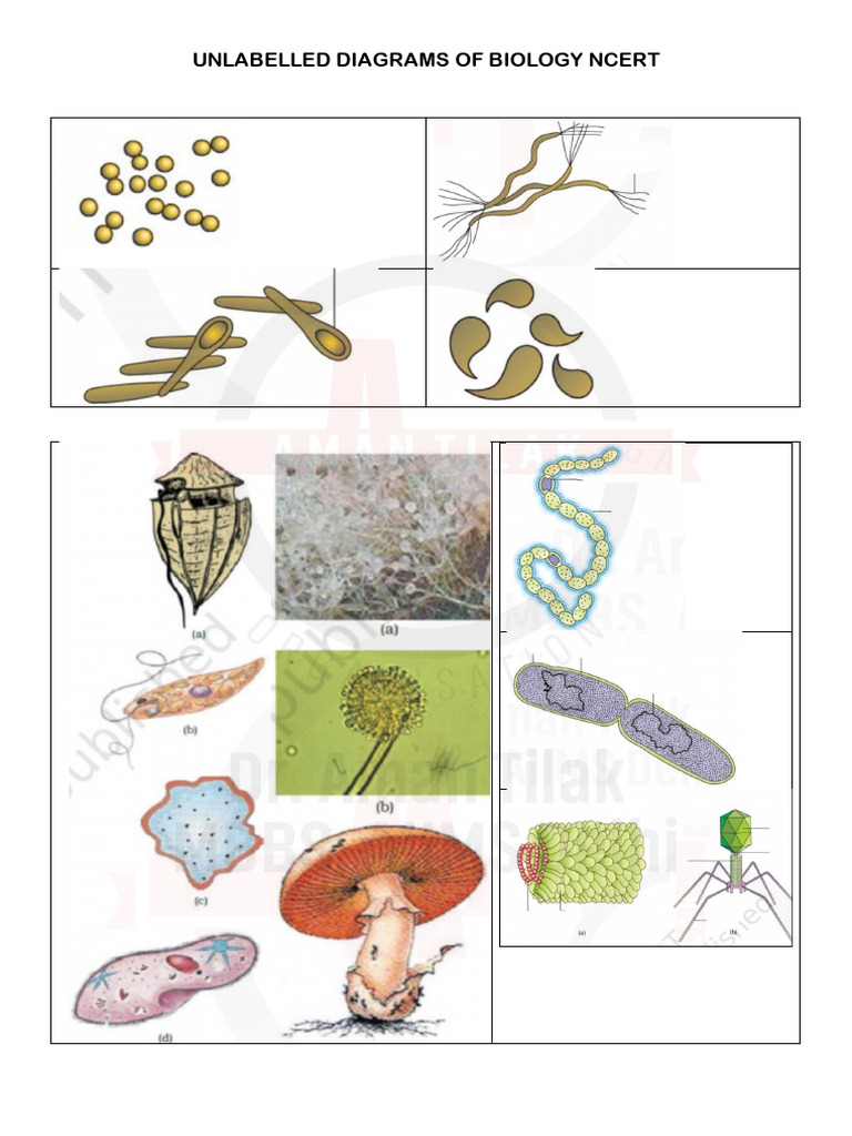 Unlabelled Diagrams - Bio Ncert - 250304 - 090110 | PDF