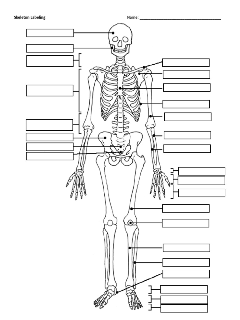 Skeleton Labeling | PDF