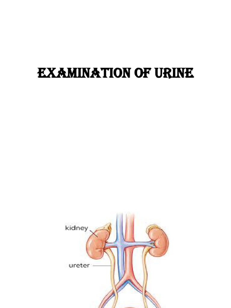 Urine Examination and UTI Analysis | PDF | Urinary Tract Infection ...