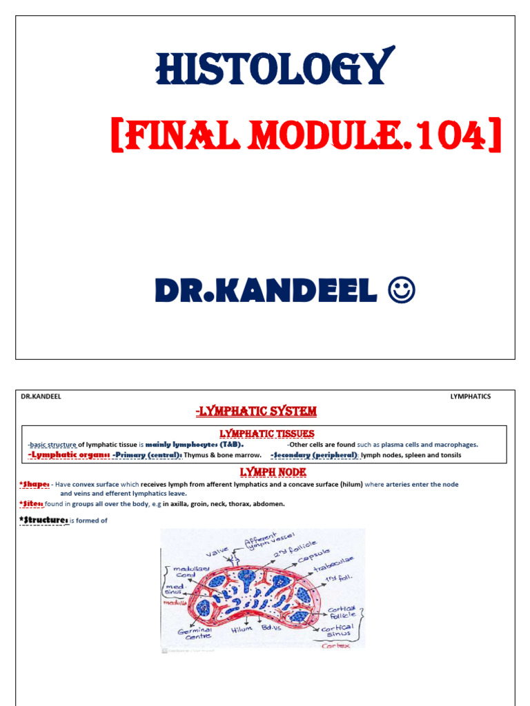 Histo Written by DR - Kandeel | PDF | Lymph Node | Lymphatic System
