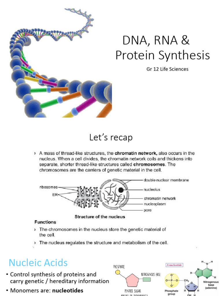 DNA, RNA, and Protein Synthesis Overview | PDF | Dna | Rna