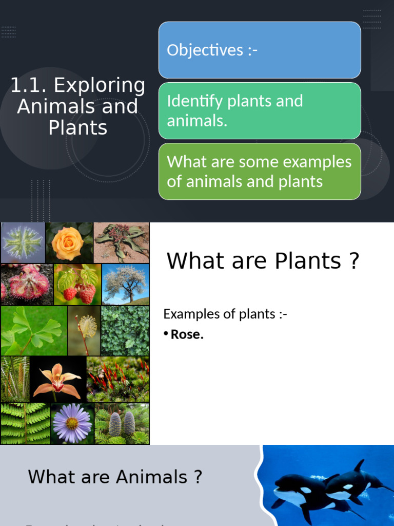 1.1 Exploring Animals and Plants | PDF