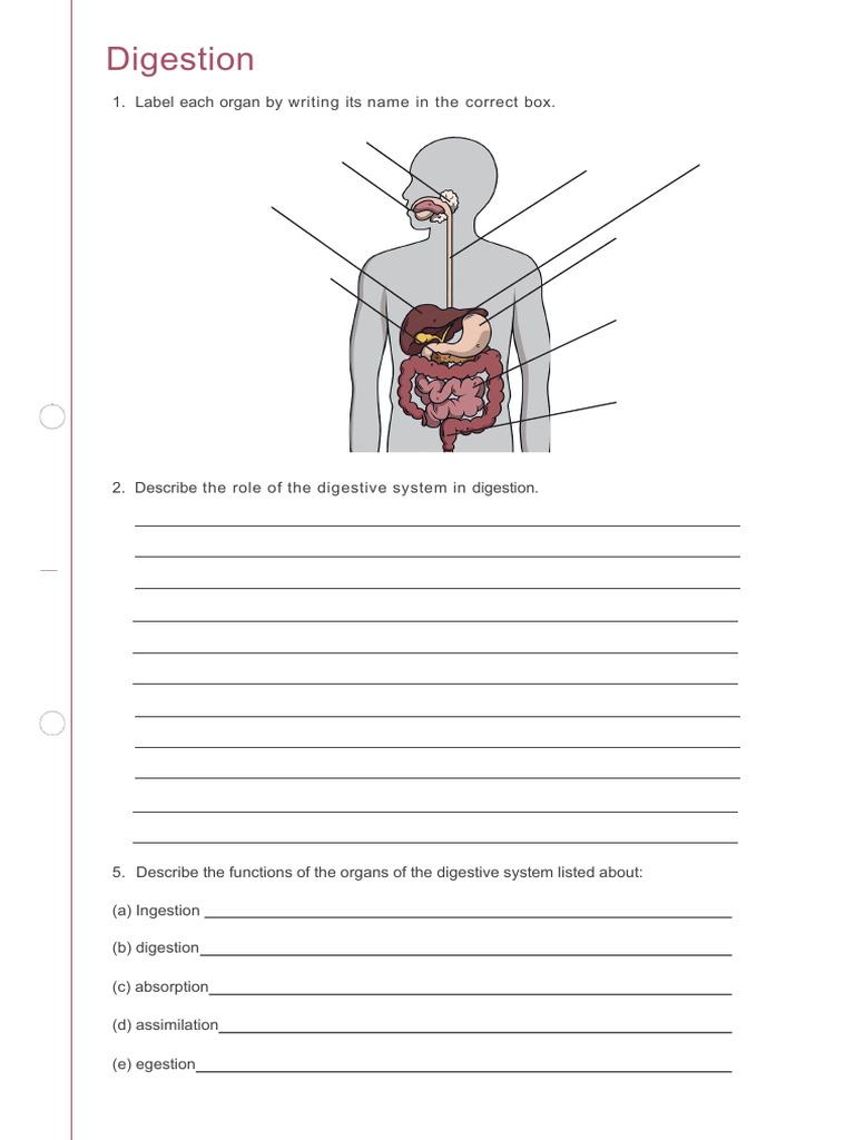 Digestion Worksheet | PDF