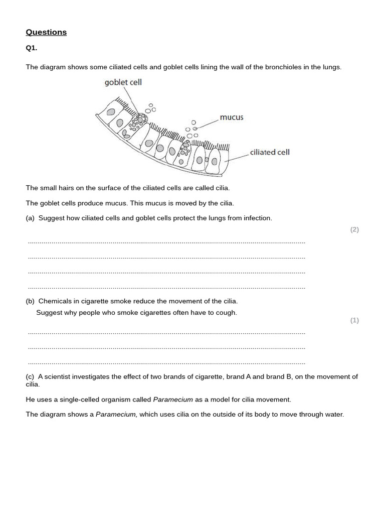 1 Human Gas Exchange Practice Qs | PDF | Gill | Lung