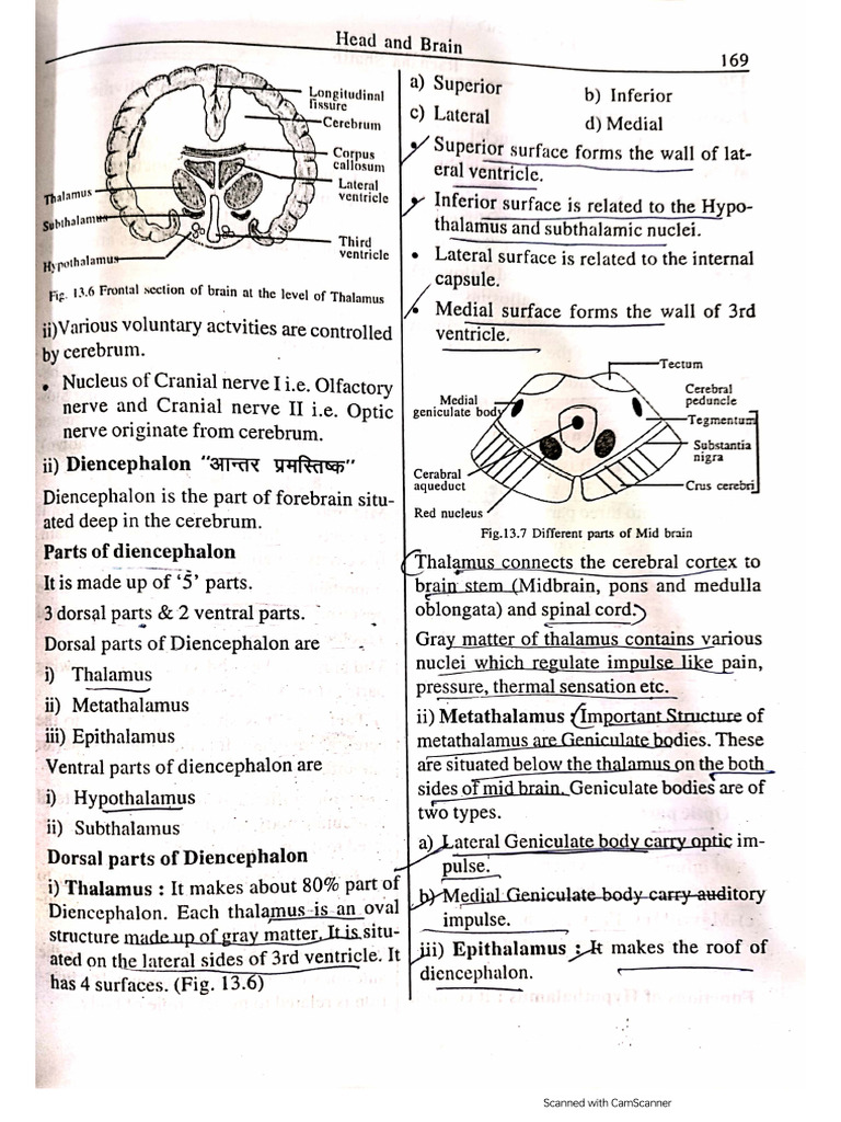 Di Encephalo N | PDF