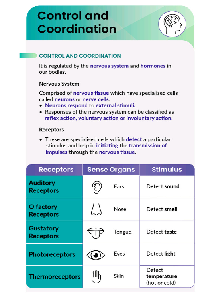 Biology Control and Coordination | PDF