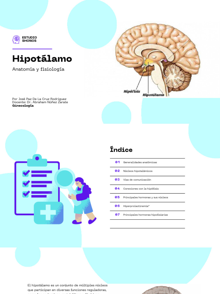 Anatomía y Funciones del Hipotálamo | PDF | Hipotálamo | Glándula ...