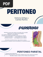 Omentos Mayor y Menor - Anatomía, Ubicación y Función - Kenhub | PDF ...