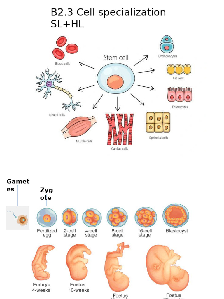 Understanding Cell Specialization | PDF | Cell Potency | Cellular ...