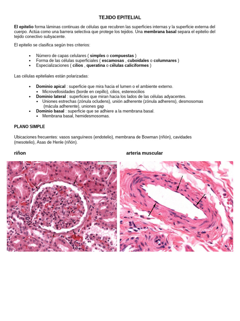 Histologia Guia | PDF | Tejido conectivo | Epitelio