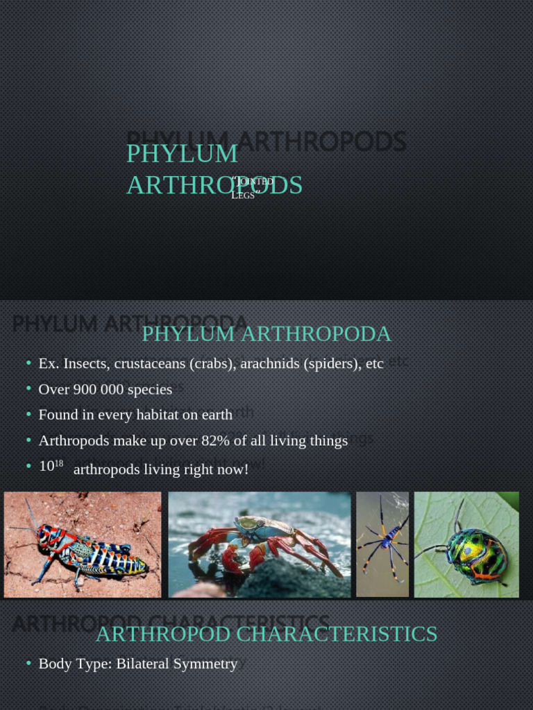 Phylum Arthropods: Ointed EGS | PDF | Insects | Arthropods