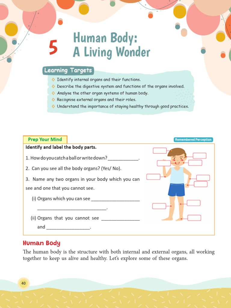 Human Body: Organs and Functions | PDF | Human Body | Muscle
