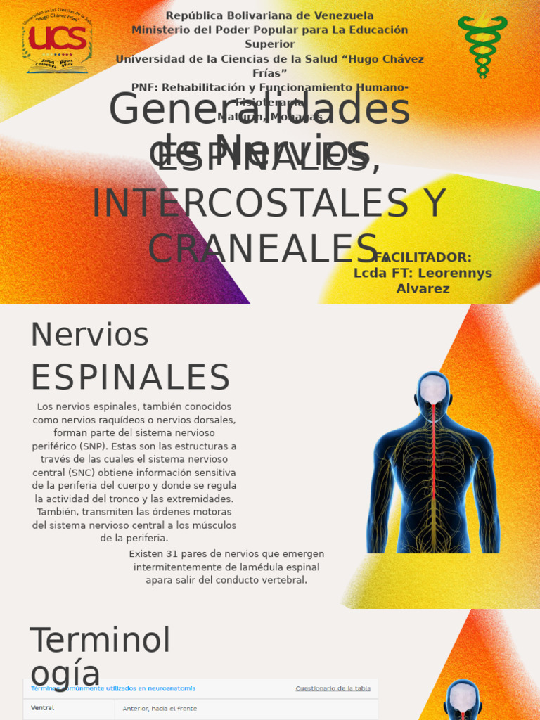 Generalidades de Nervios Espinales | PDF | Médula espinal | Nervio