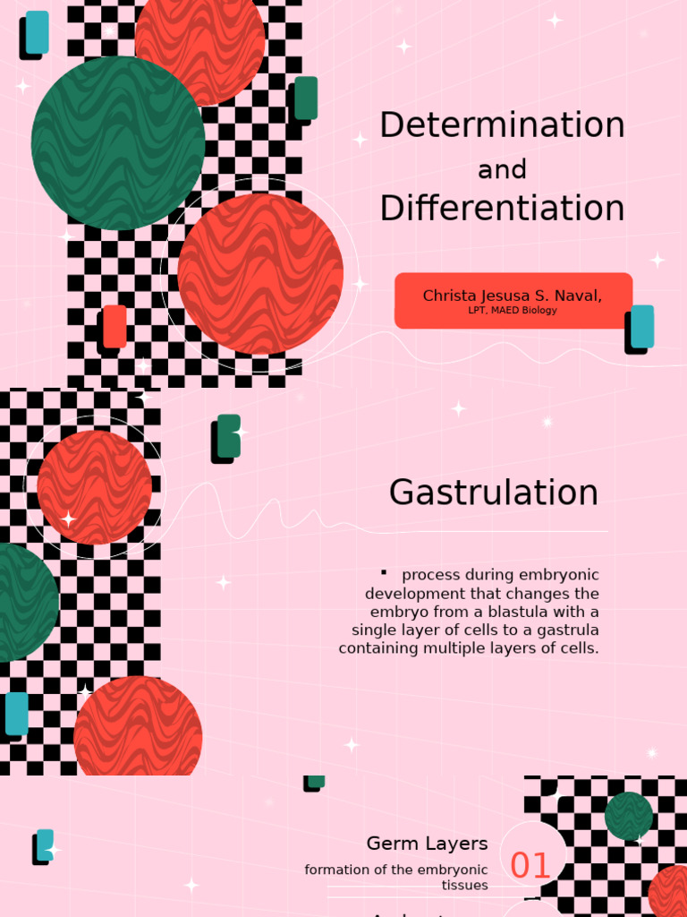 Determination and Differentiation | PDF | Embryo | Zoology