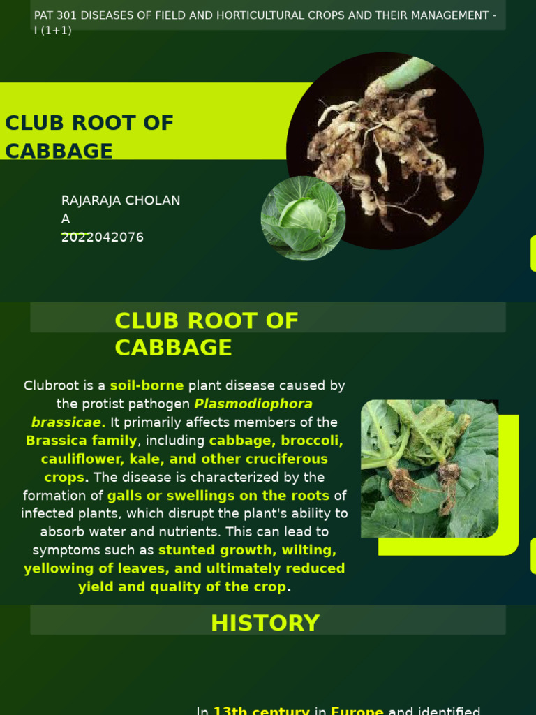 Management of Cabbage Clubroot Disease | PDF | Botany | Plants