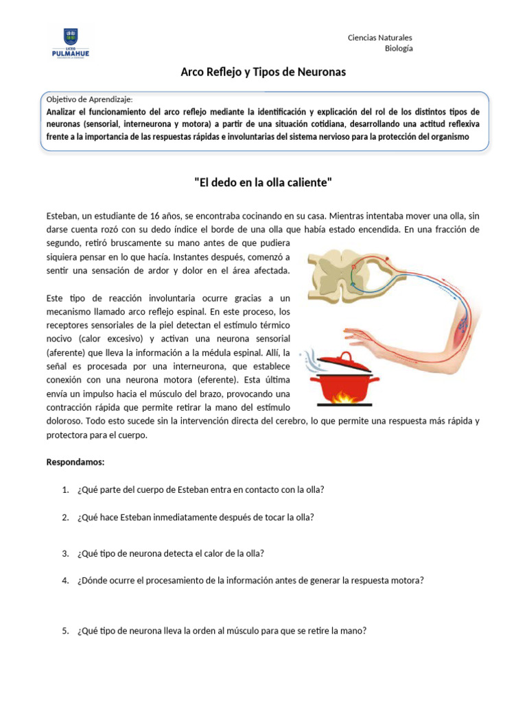 Funcionamiento del Arco Reflejo y Neuronas | PDF | Neurona | Neuroanatomía