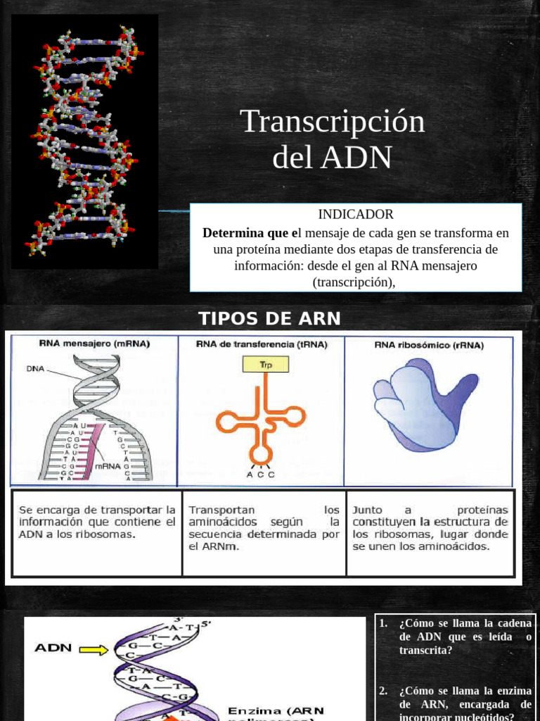 Transcripción del ADN a ARN mensajero | PDF | Rna | Messenger Rna