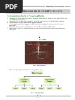 Morphology of Flowering Plants Annotated NCERT | PDF