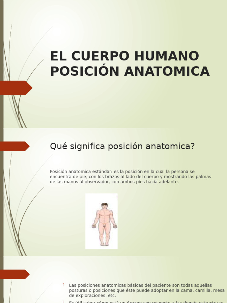 Posición Anatomica | PDF