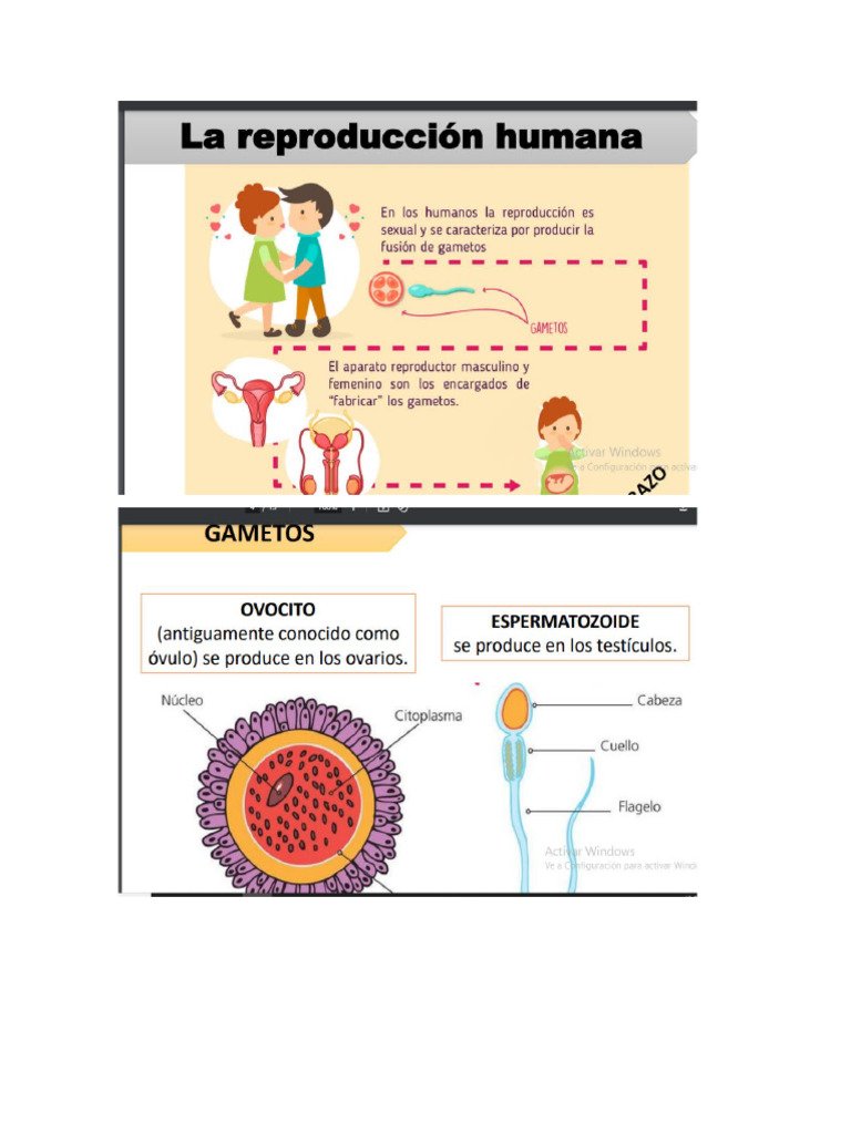 Avan 2 Reproduccion Humana | PDF