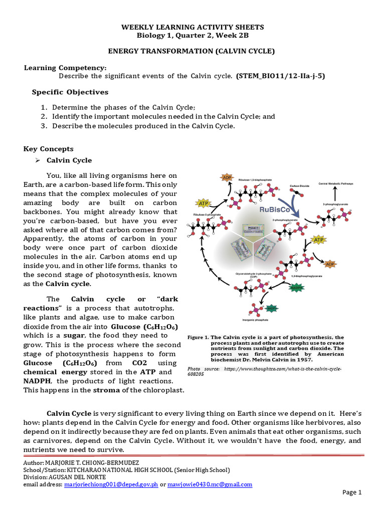Understanding the Calvin Cycle in Biology | PDF | Biology | Metabolism