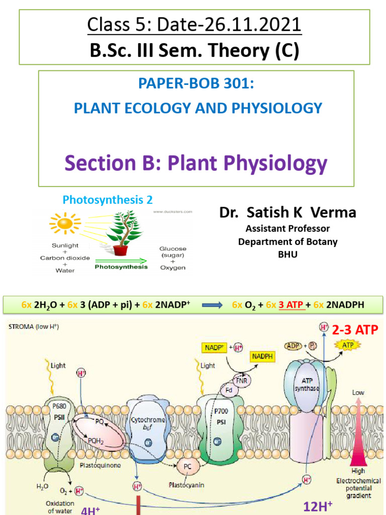 Photosynthesis Dark Reactions | PDF | Photosynthesis | Plants