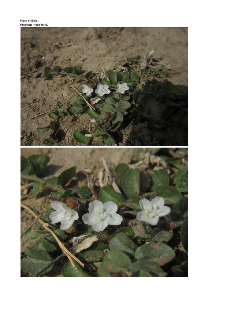 Flora of Bihar | PDF