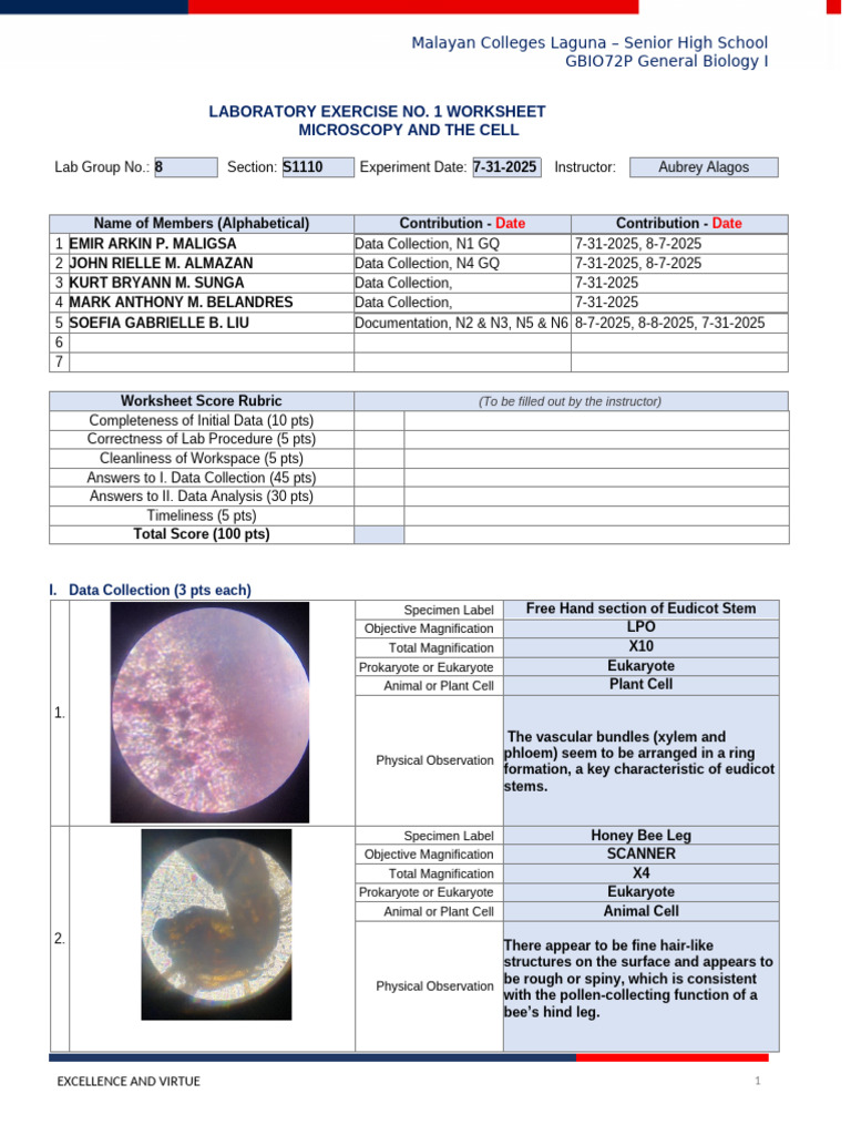 Gbio72p Microscopy Lab Worksheet 1 Group8 | PDF | Cell (Biology ...