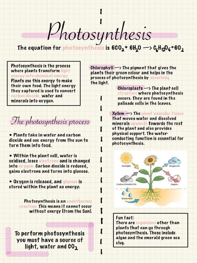 My Biology Notes | PDF