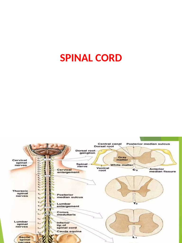 Spinal Cord | PDF