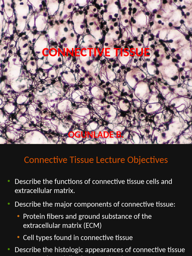 Understanding Connective Tissue Functions | PDF | Connective Tissue ...