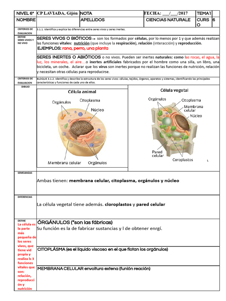 Lamina Celula | PDF | Biología Celular) | Citoplasma