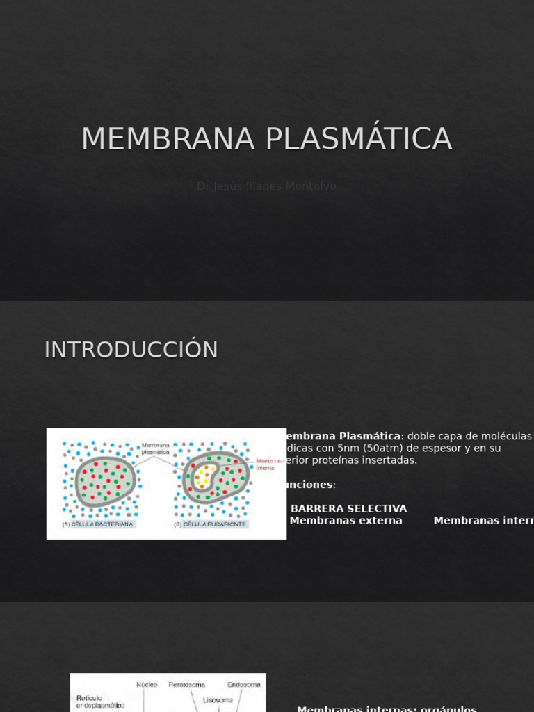 Estructura y Funciones de la Membrana Plasmática | PDF | Membrana ...