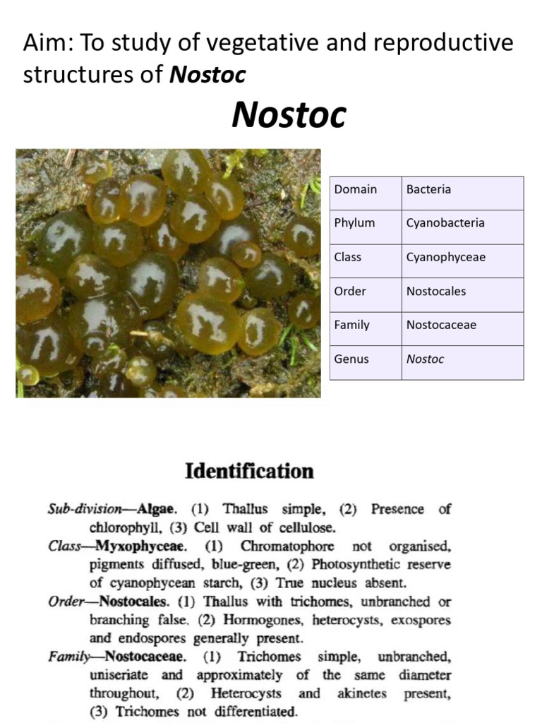 Nostoc | PDF