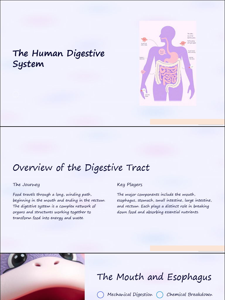 The Human Digestive System (Presentation) | PDF | Digestion | Human ...