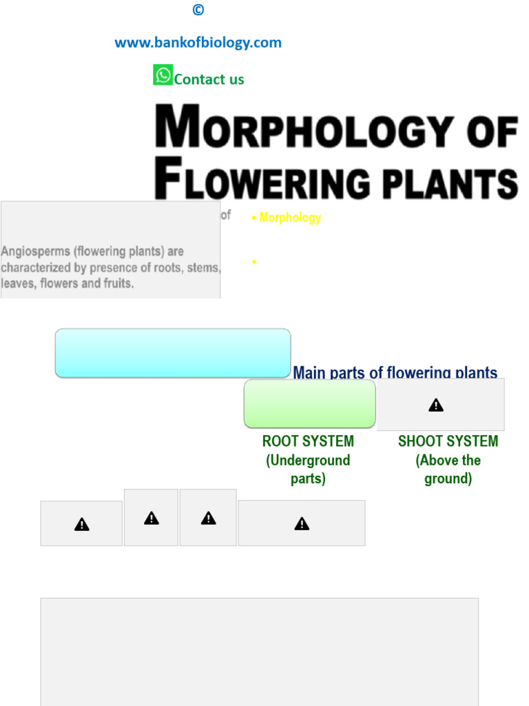 5 Morphology of Flowering Plants Ppt - Part 1 | PDF | Root | Botany