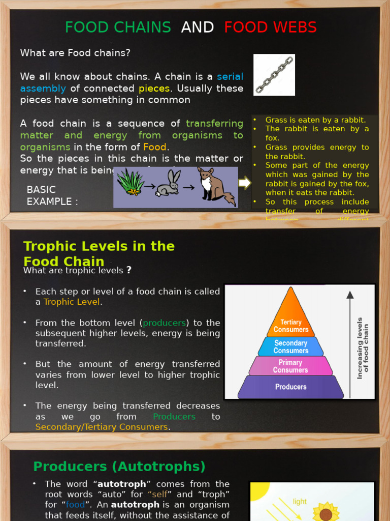 PowerPoint Presentation | PDF | Food Web | Foods