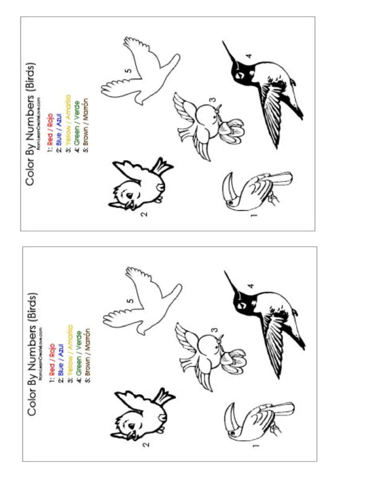 Birds | PDF