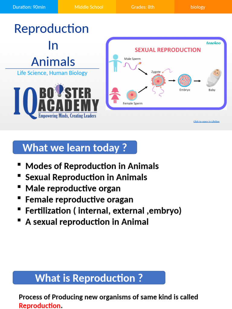 Reproduction Animals | PDF | Fertilisation | Reproductive System