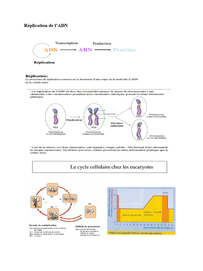 Chapitre 2 Réplication de ADN | PDF